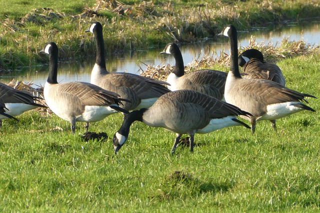 What's the Spiritual Meaning of Geese? - Cosmic Minds