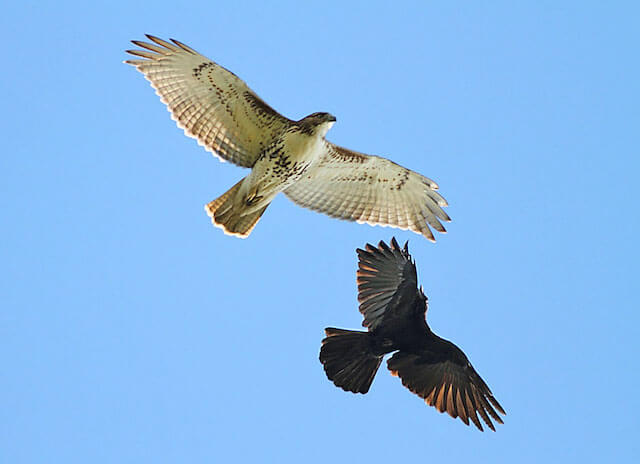 The Spiritual Meaning of Hawk and Crow Together - 16 Symbolism - Cosmic ...